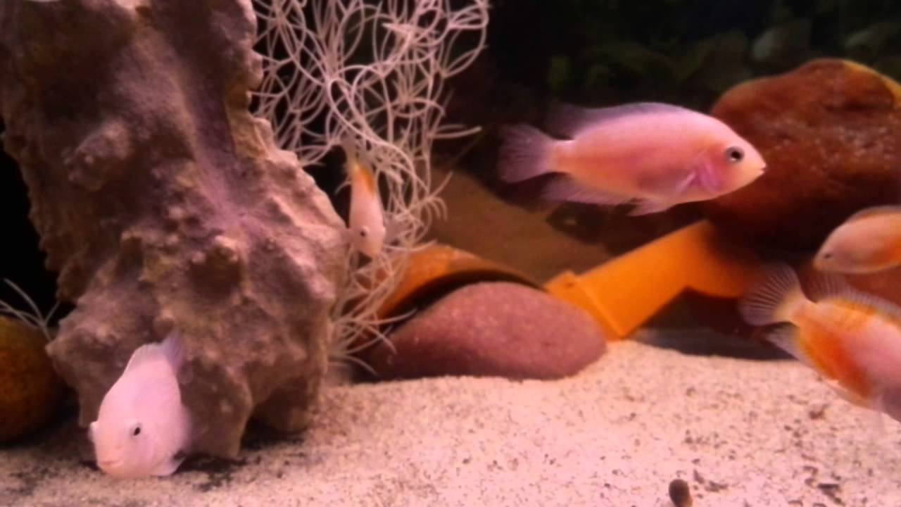 Convict cichlid, pink - YouTube