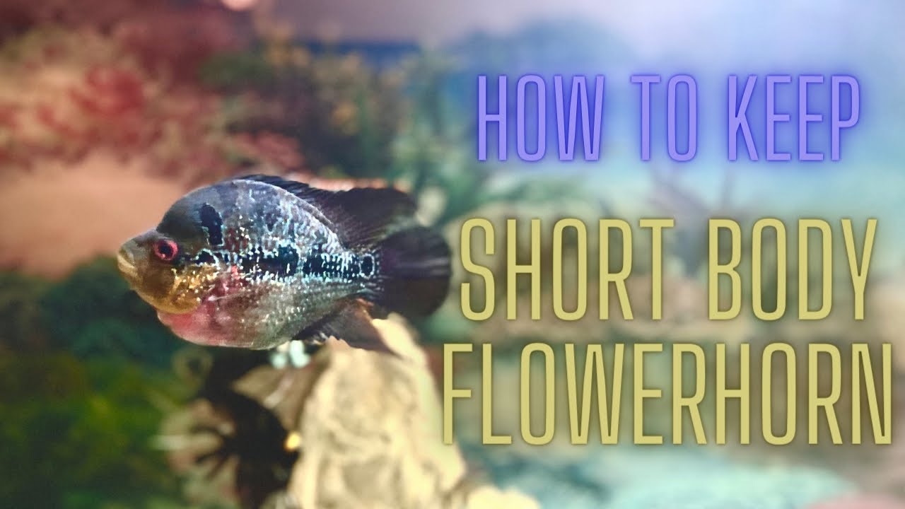 How to keep Short body flowerhorn (हिन्दी) - YouTube