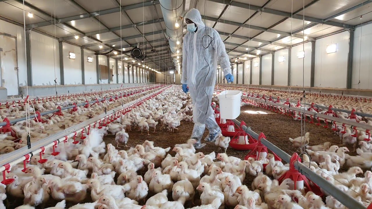 How to get Better Results (Chicken Farming) - YouTube