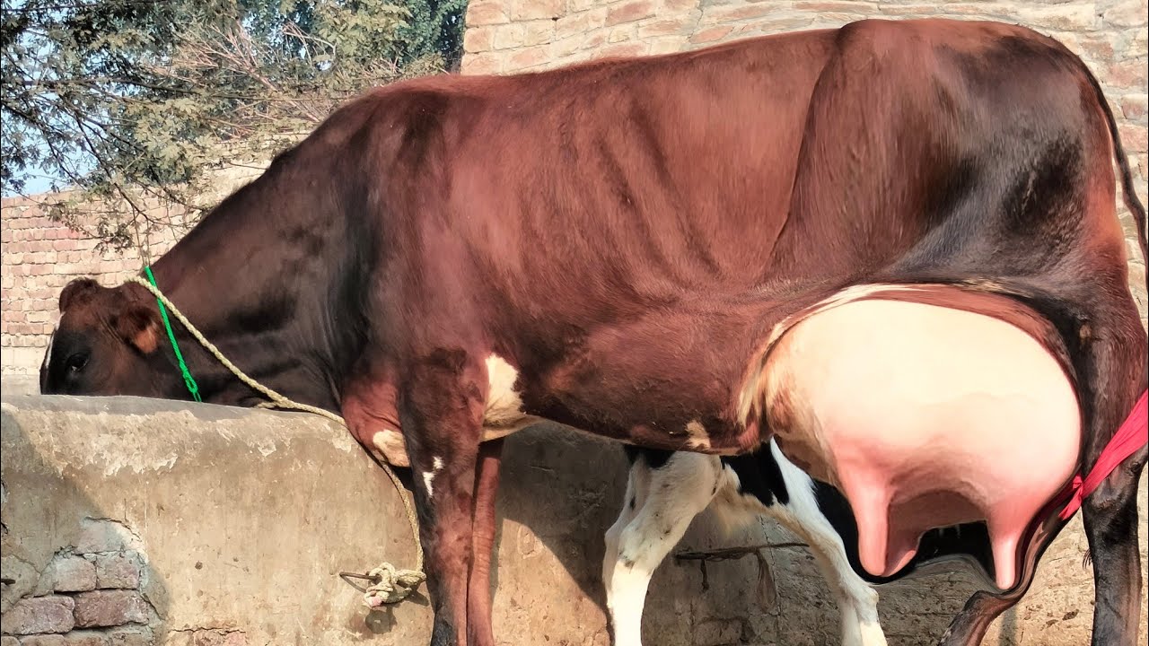 chalo sthaniya Jersey friesian cross cow (03024029695)31 December 2024 ...