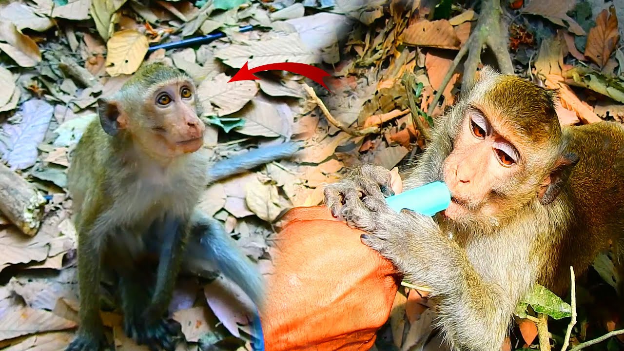 Amazing... Poor Dawn monkey take medicine after he get h-urt & tired ...