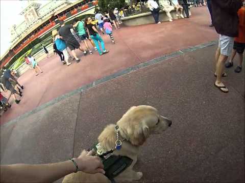 Service Dog in Training Disney World - YouTube