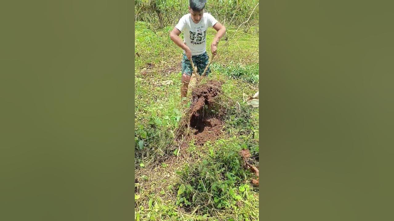 Sacando yuca - YouTube