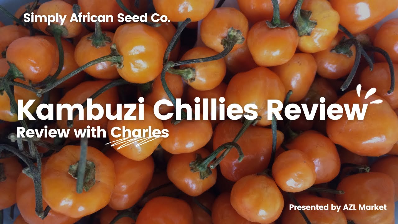 Kambuzi Chillies Review by Charles - Simply African Seed Company - YouTube
