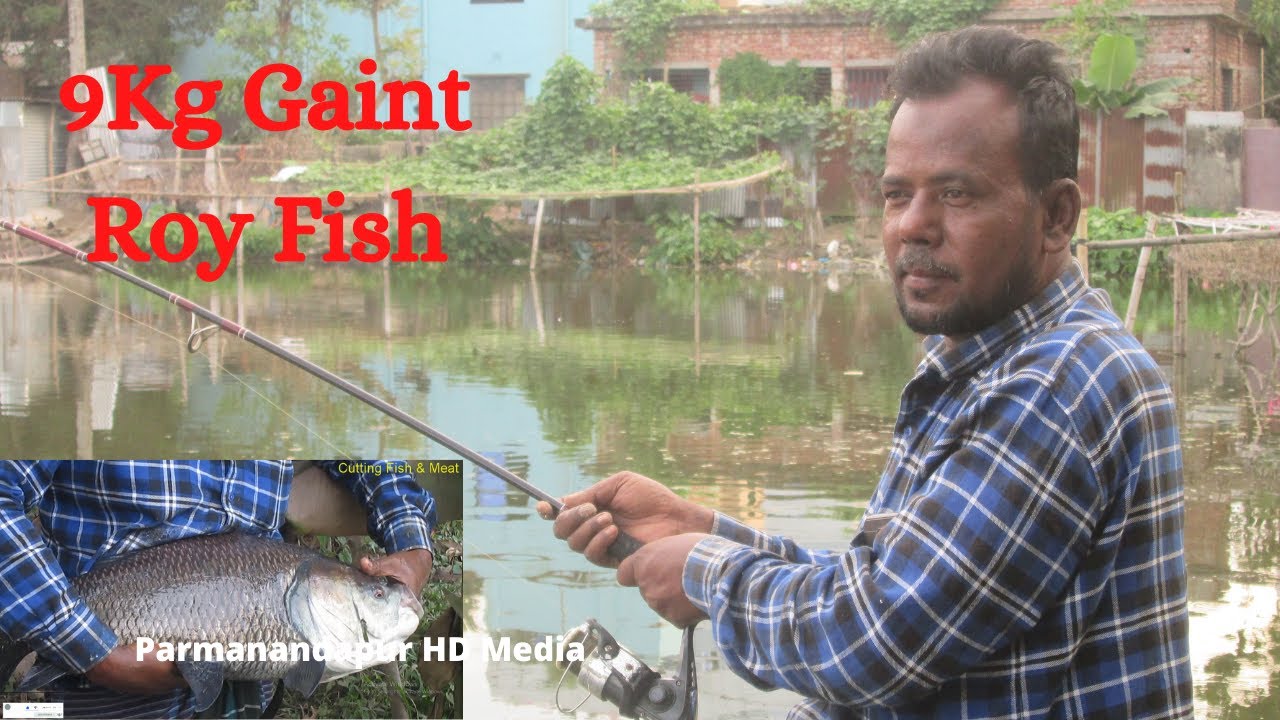 9 Kg Gaint Roy Fish Catching | Cutting fish and meat | Borshi Update ...
