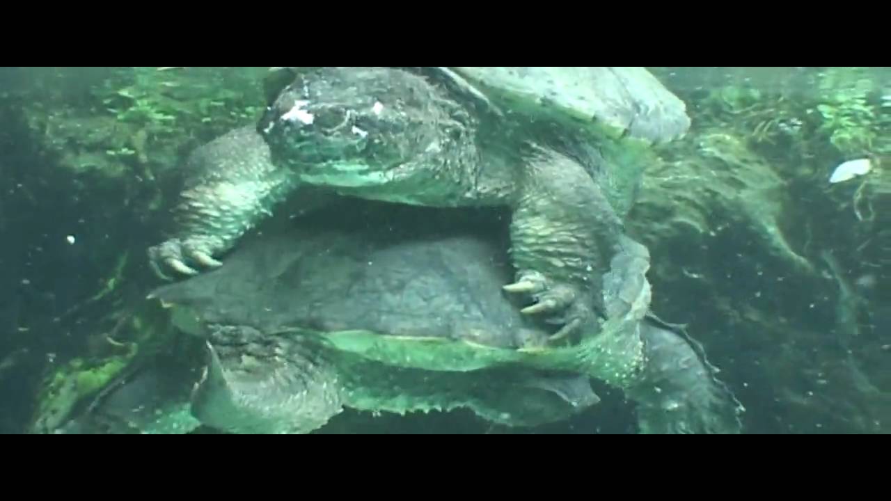 2 male florida snapping turtles fighting @ three sisters springs (River ...