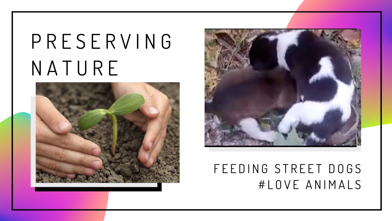 Planting Trees | Building Nature | Feeding Street Dogs - YouTube