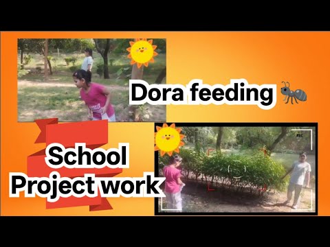 School Project work n Dora feeding 🐦🕊️ 🐜🐜🐜🐜 - YouTube
