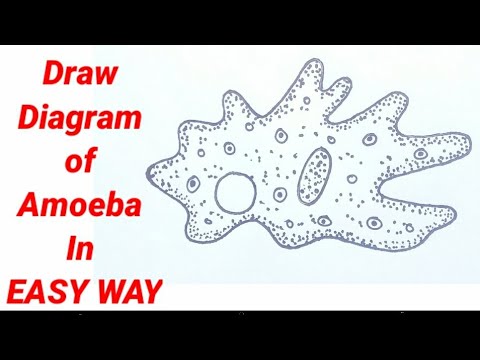 how to draw diagram of amoeba | how to draw amoeba | diagram of amoeba ...