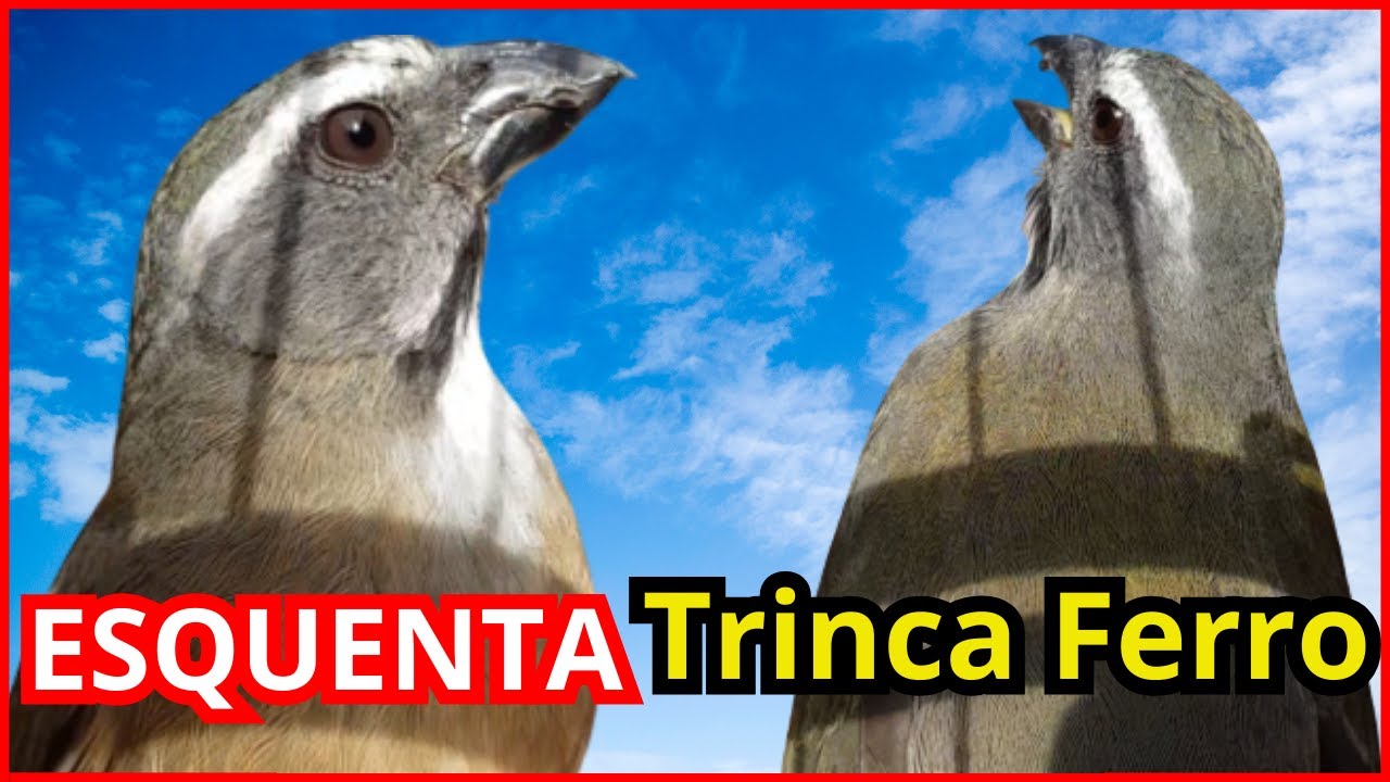 🔴 ABRE CANTO DO TRINCA FERRO!! 🔥 ESQUENTE SEU TRINCA FERRO 🏆 trinca ...
