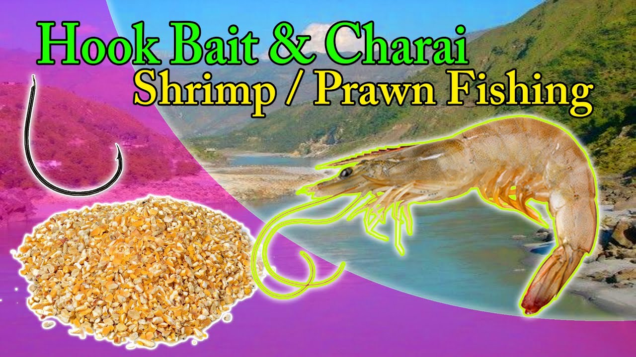 Hook Bait & Charai For Shrimp & Prawn 100% Result - YouTube