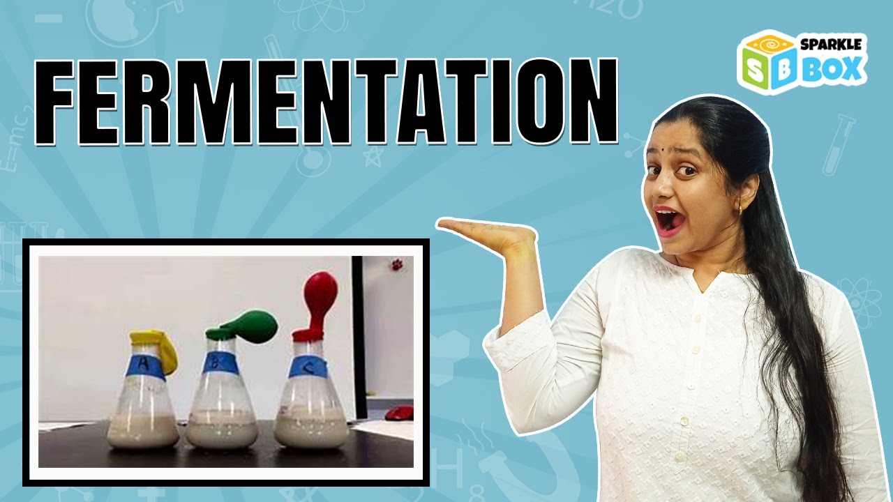 Fermentation | Grade 8 Science Experiments | Easy Science Experiments ...
