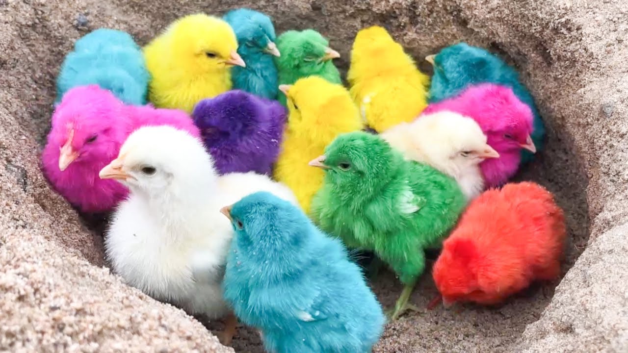 Catch Cute Milion Of Chicks, Colorful Chicknes, Rainbow Chickens, Ducks ...
