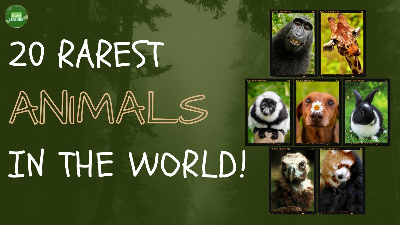 20 Rarest Animals in the World You Never - YouTube