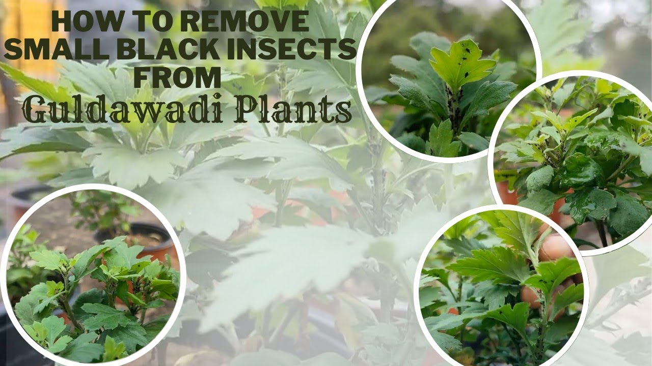How to Remove Small Black Insects from Guldawadi Plants||गुलदावदी के ...