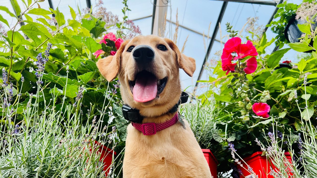 5 month old Labrador Wrigley 4 week board&train with A Dog’s Best Life ...