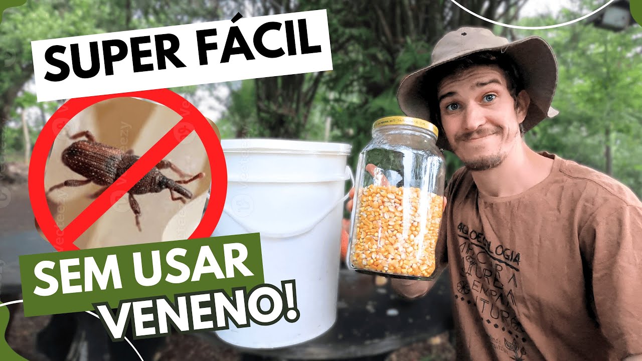 Como guardar sementes livres de CARUNCHOS/GORGULHOS - YouTube