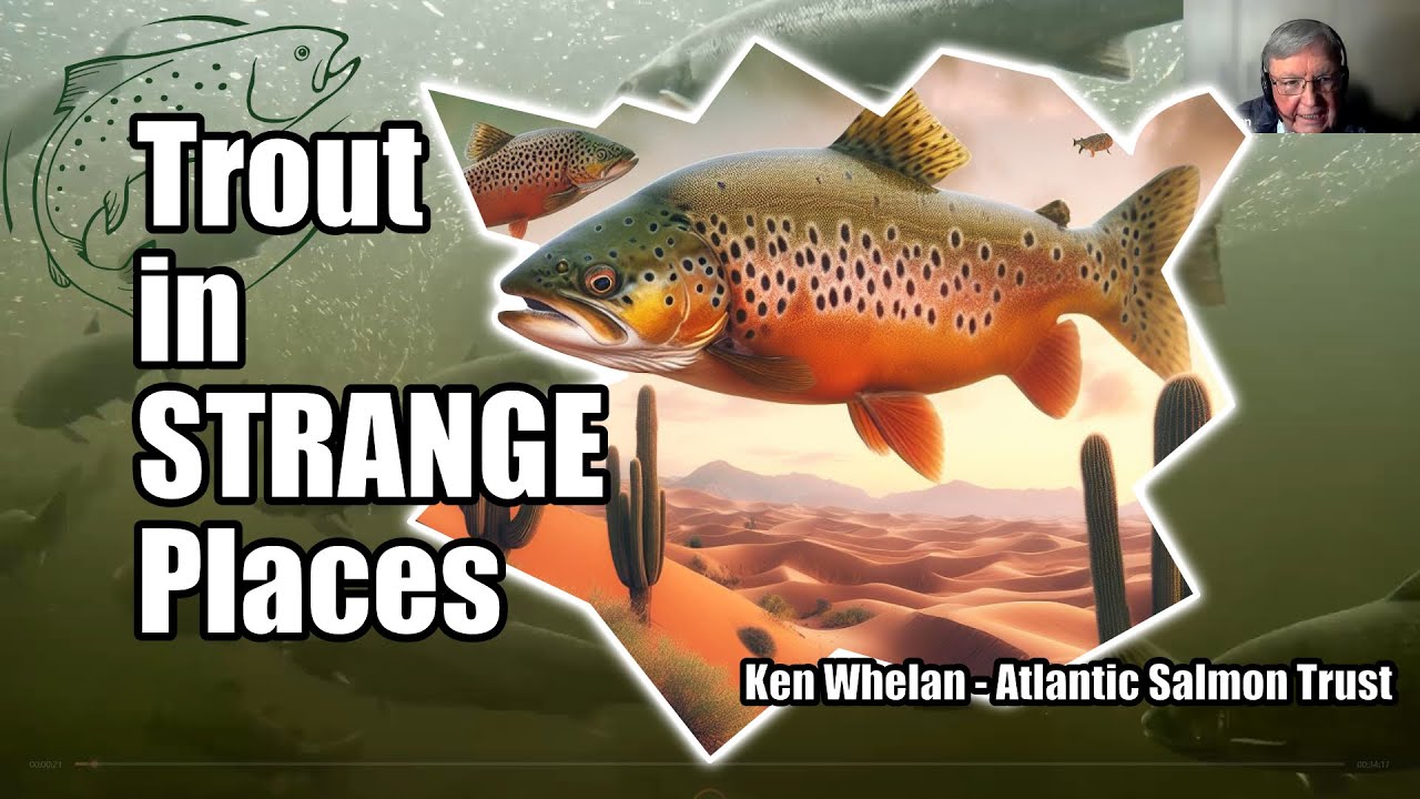 Professor Ken Whelan's Extraordinary Wild Trout Adaptations: From High ...