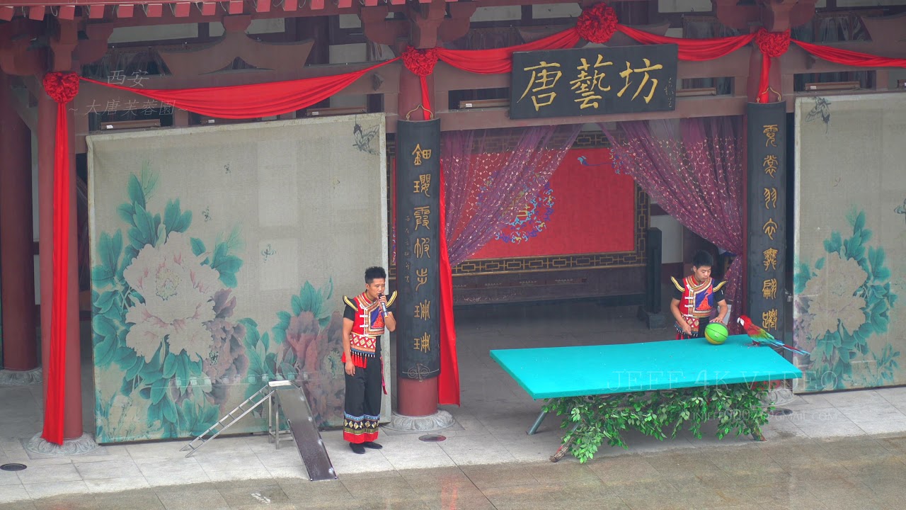 西安 大唐芙蓉園 鸚鵡表演(JEFF 4K VIDEO)Da Tang Fu Rong Yuan Ancient Changan Xi'an ...