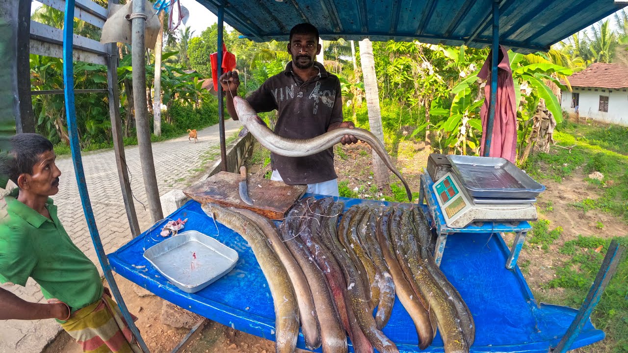 Unbelievable!! Biggest Live EEL Fish Market In Sri Lanka | Excellent ...