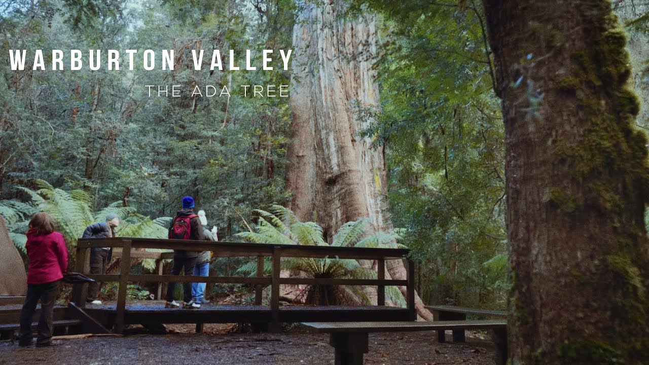 Melbourne - Warburton valley | the Ada Tree (Victoria, Australia) - YouTube