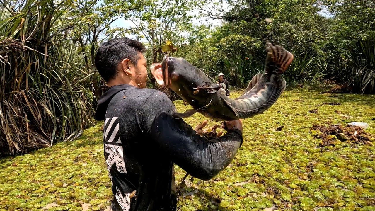 MENDANAU DI DANAU PERUPUK TERNYATA SARANGNYA IKAN BESAR - YouTube