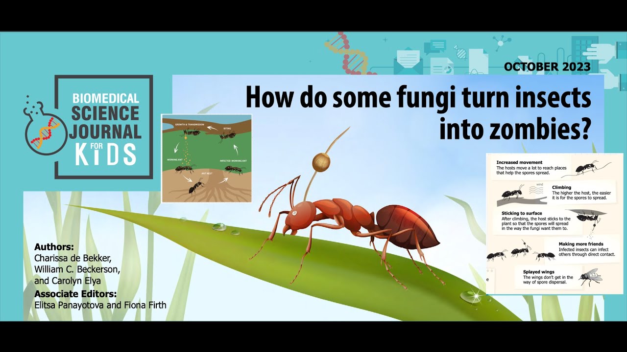 E104: How do some fungi turn insects into zombies? [SJK Audio Edition ...