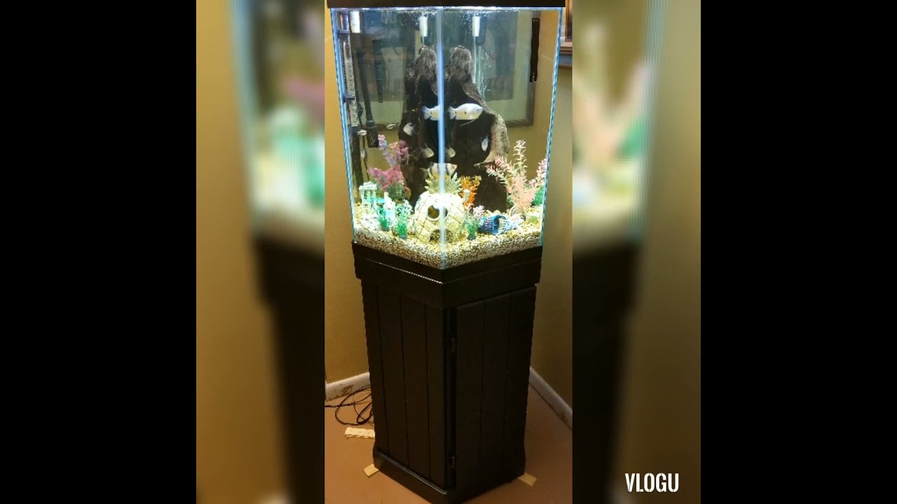 all my fish tanks and indoor bamboo pond with no fish in ponds - YouTube