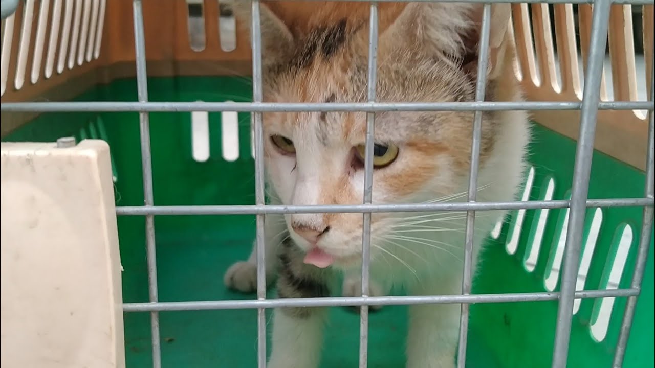 Cute Cat Going To Vet Hospital For Her First Vaccination And Routine ...