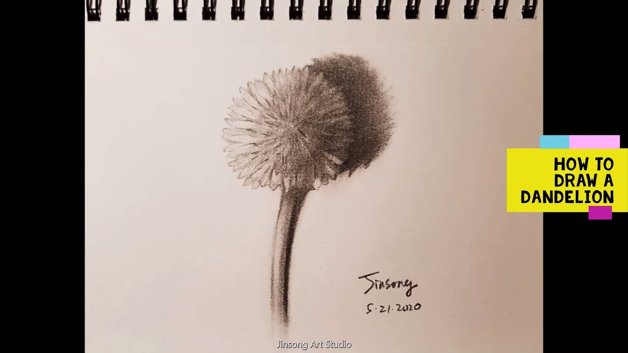 How to draw a dandelion with pencils/Jinsong Art Studio - YouTube