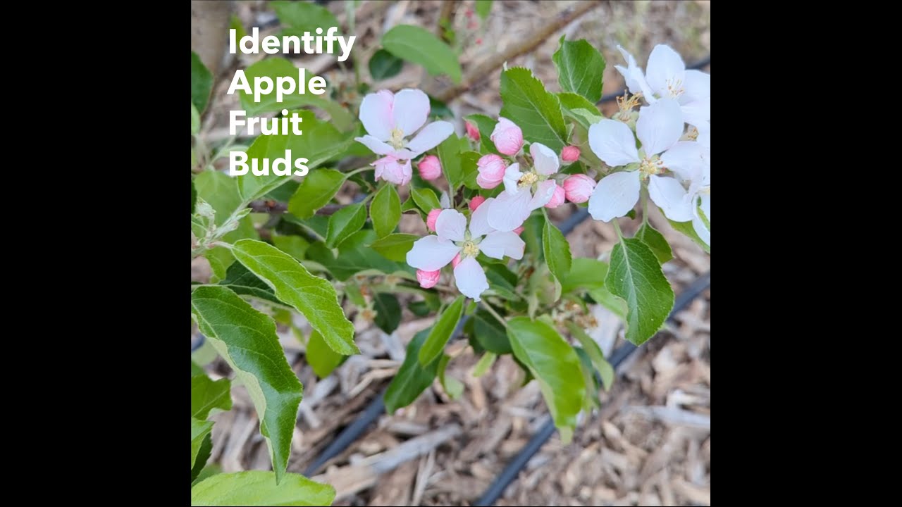 How to identify apple fruit buds? - YouTube