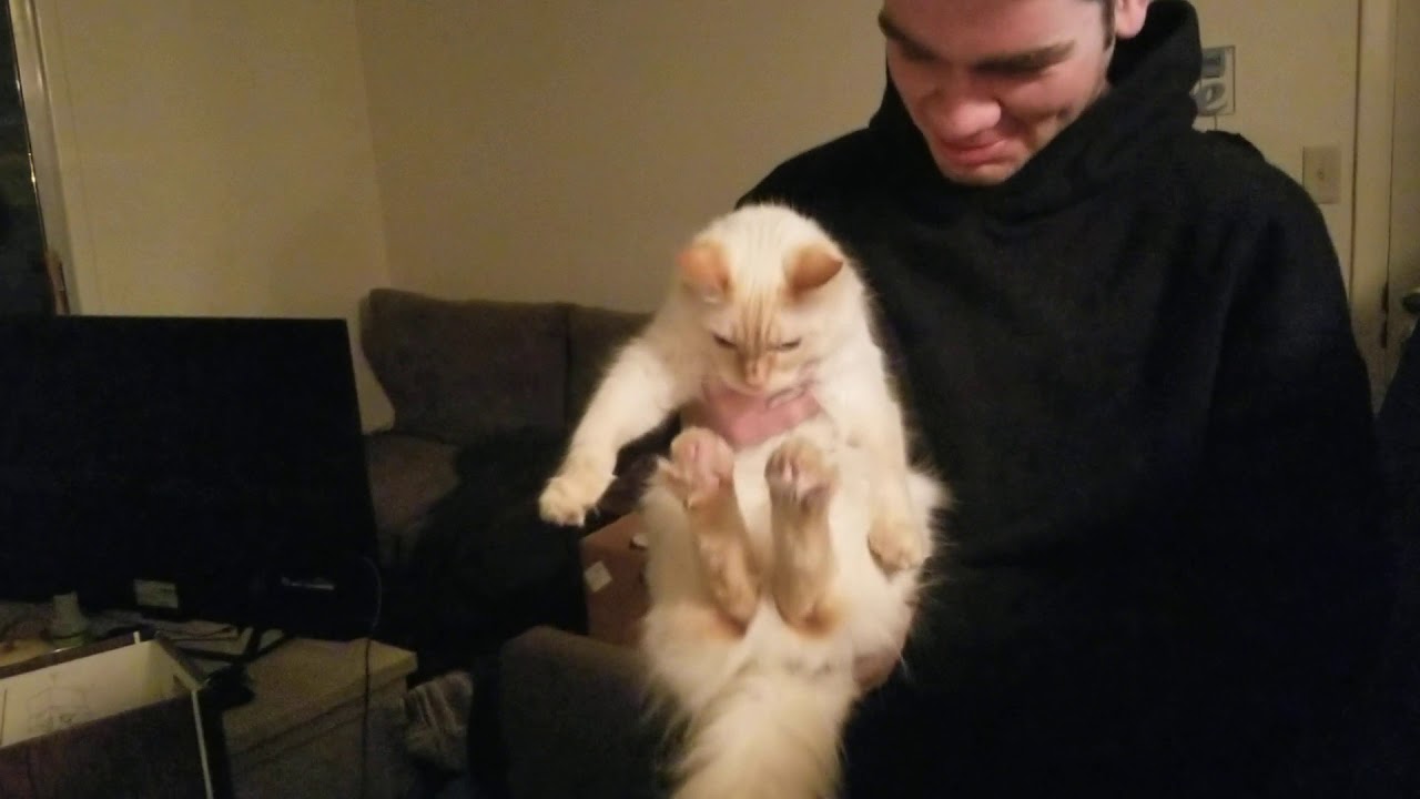 Cat doing crunches - YouTube