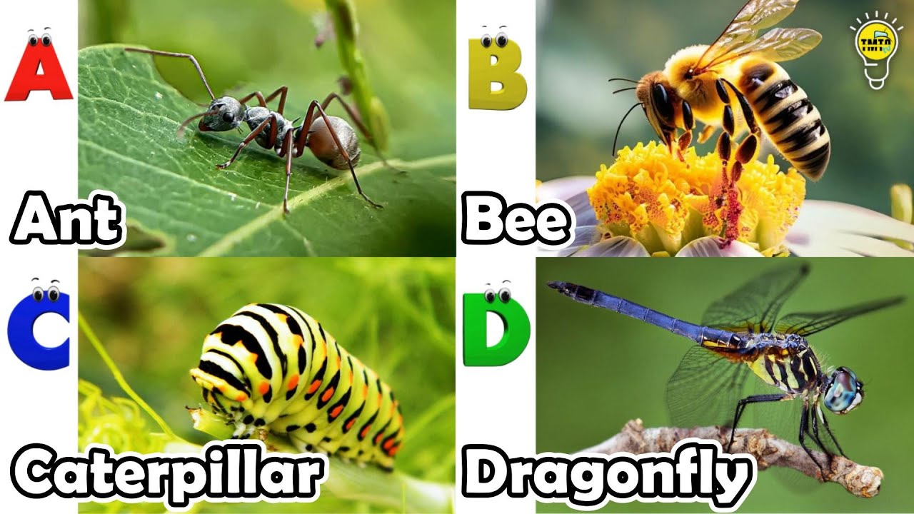 Abc Insect Song | A to Z Insects Song | Insects Alphabet song | Phonics ...