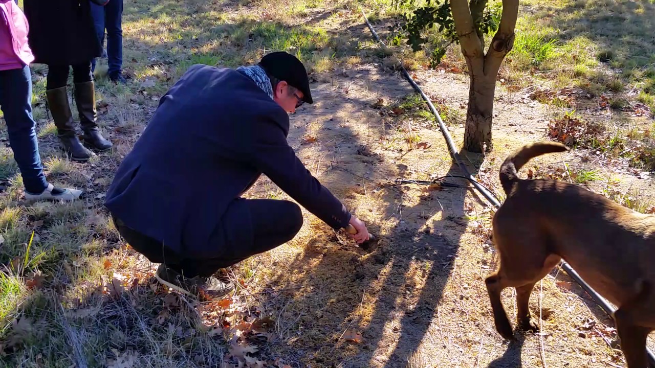 Truffle Farm visit Canberra, ACT June 2017 - YouTube