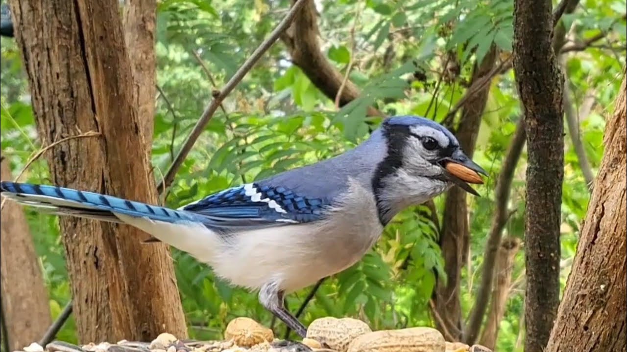 Bird Watching Blue Jay 💙 Cardinal Chickadee🤍 - YouTube