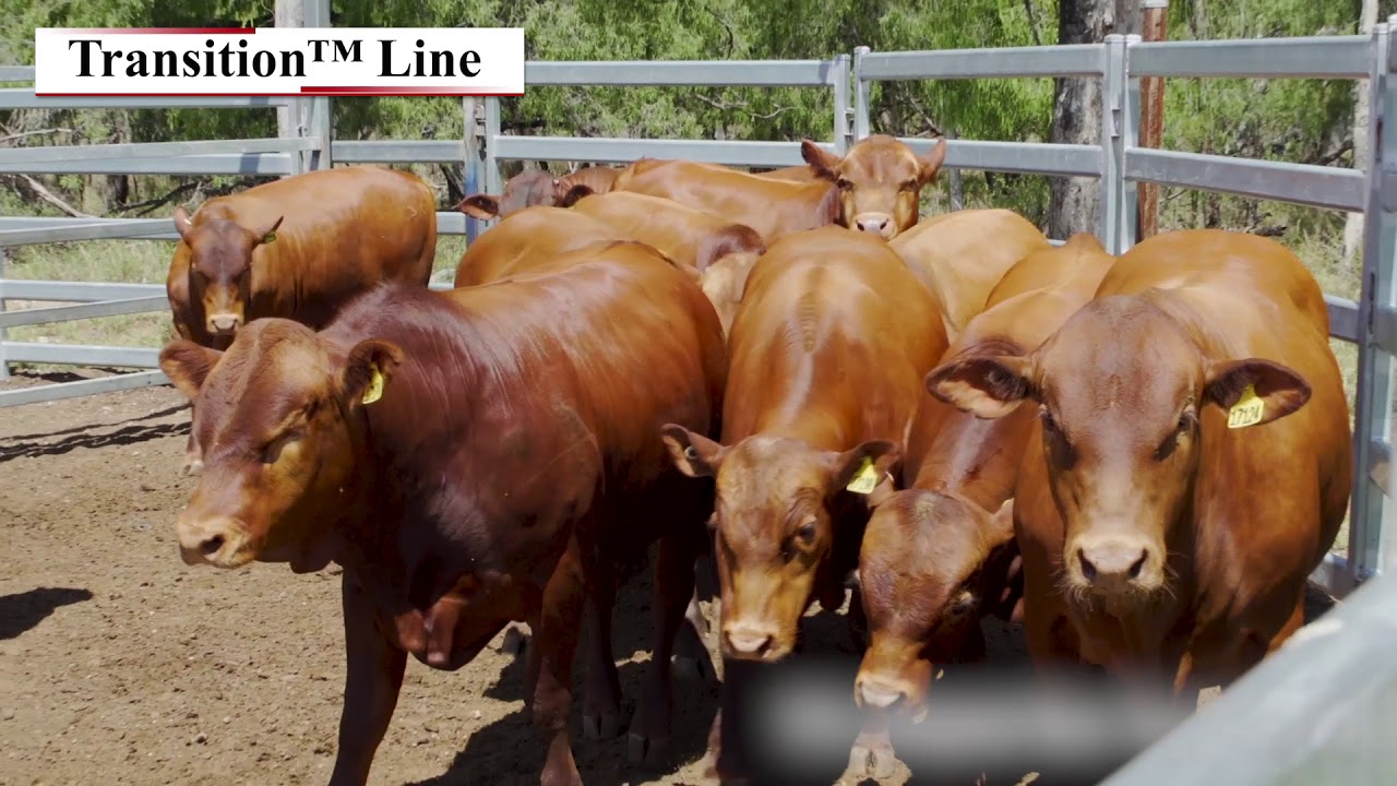 Popplewell Composites Bull Lines - YouTube