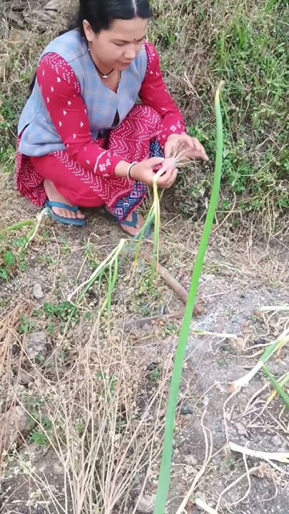 apne khet ka pyaj - YouTube