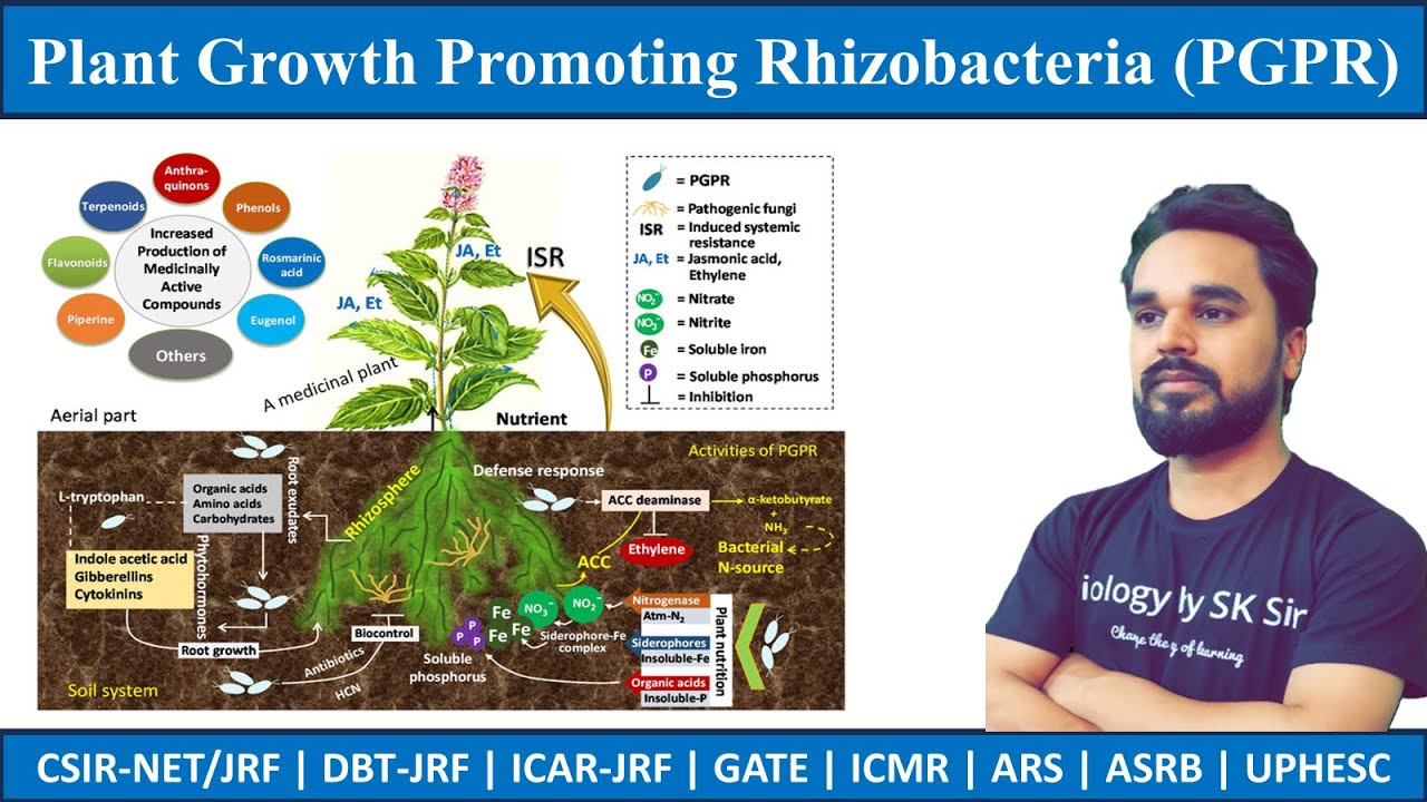 PGPR | Plant Growth Promoting Rhizobacteria | Microbiology | SK Sir ...
