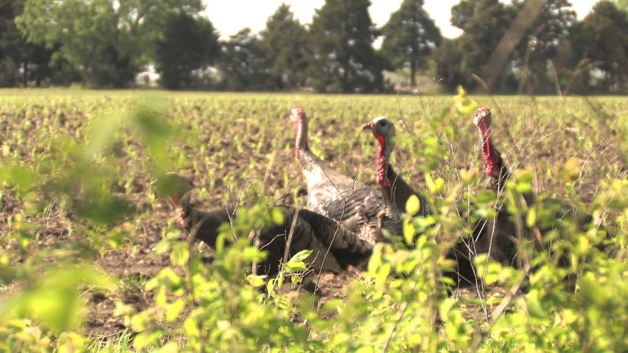 Turkey Hunt 2016 Kansas - YouTube