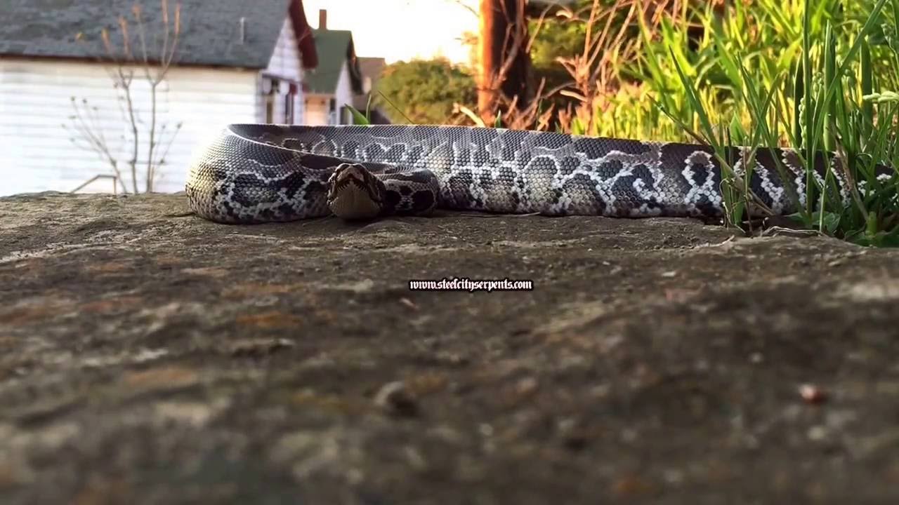 Sumatran Short Tailed Python - YouTube
