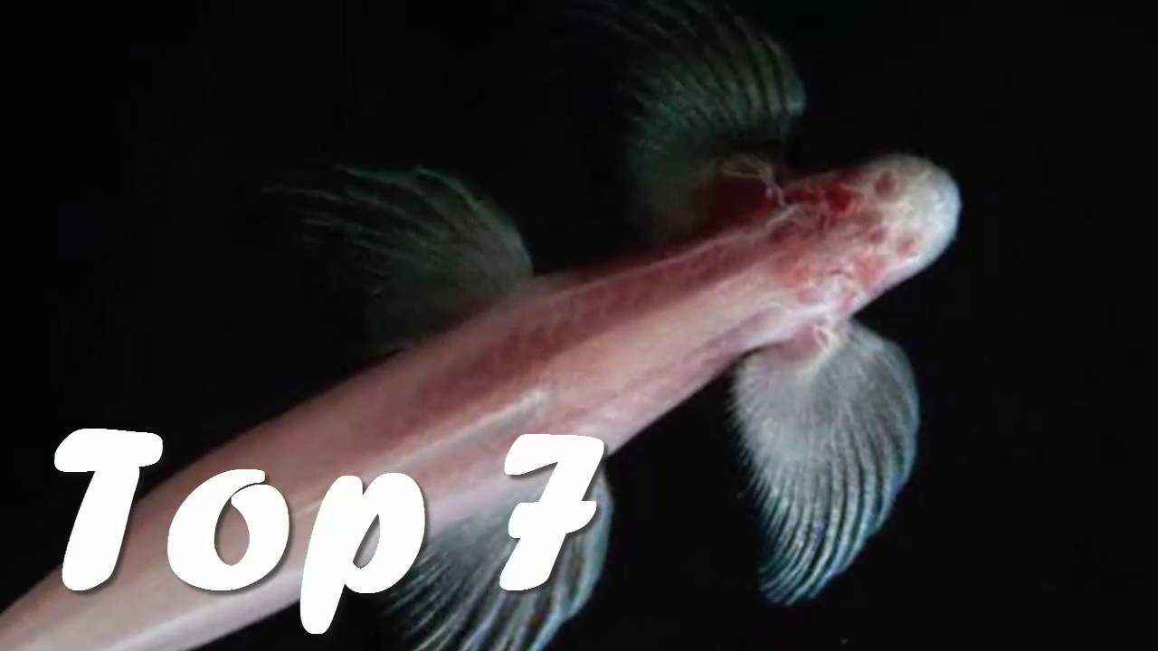 INCREIBLE Descubren un PEZ ciego UNICO EN EL MUNDO que trepa por ...