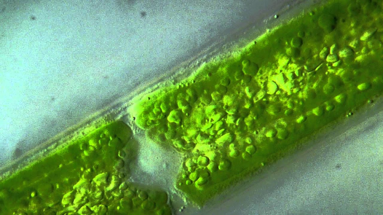 Closterium acerosum - YouTube