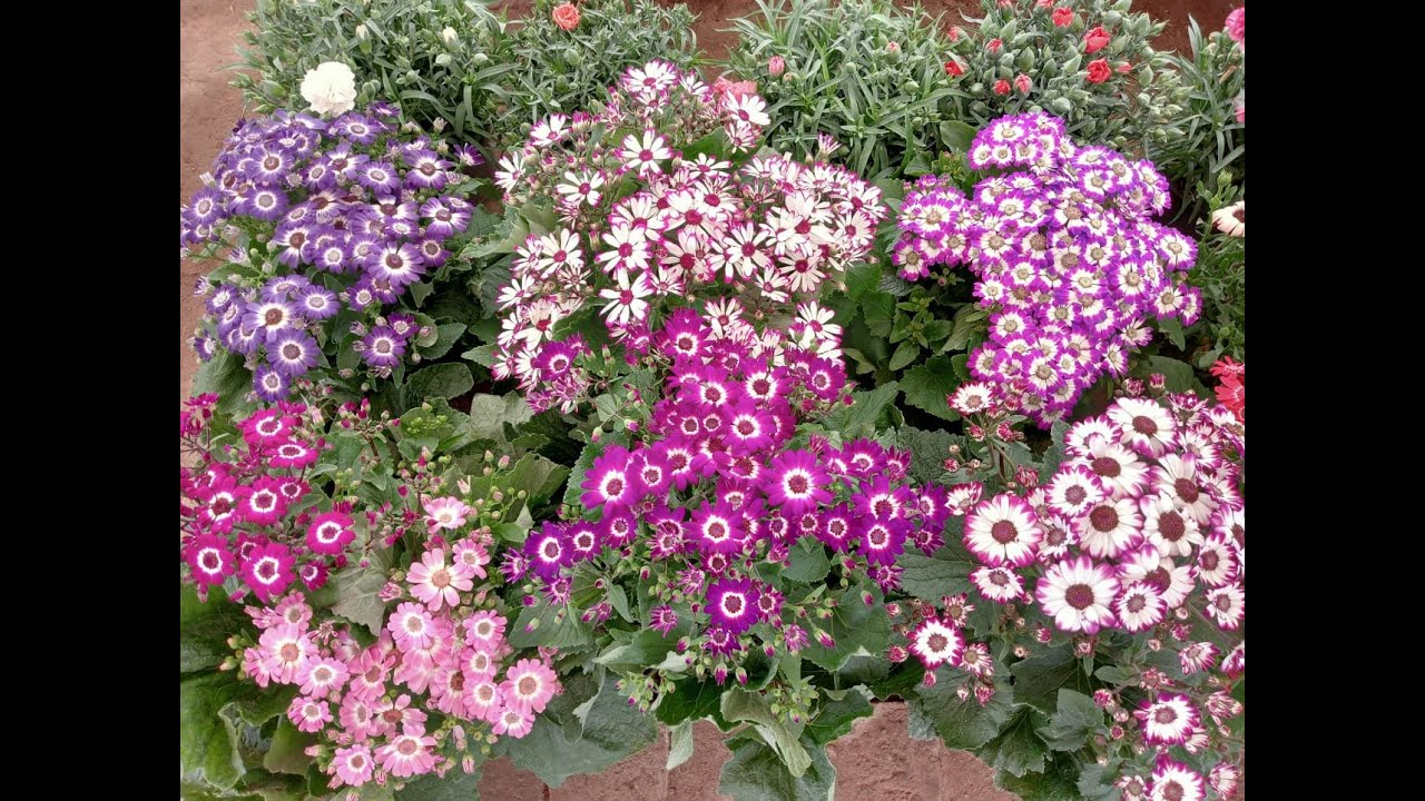 Nos fuimos por plantas a Monterrey NL🌹 - YouTube