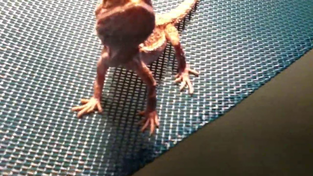 Baby Bearded Dragon Trying to Eat the Camera - YouTube