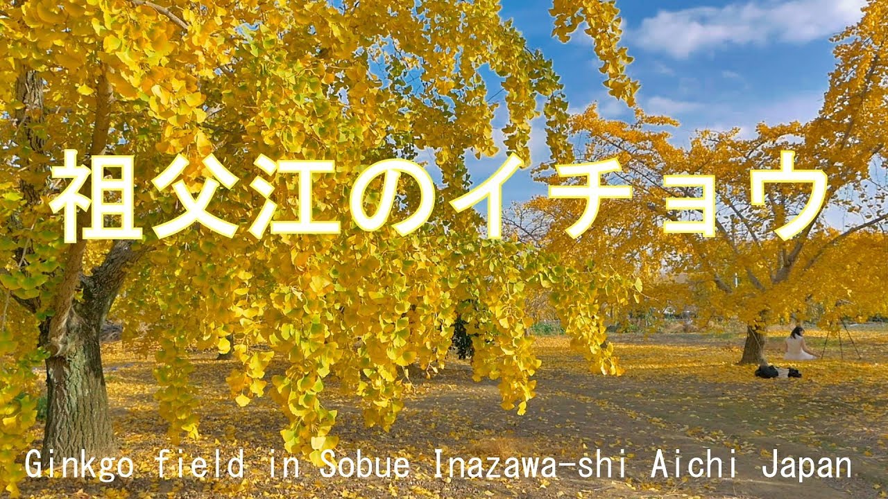 祖父江のイチョウ 愛知県稲沢市 2018 Ginkgo field in Sobue Inazawa-shi Aichi Japan ...