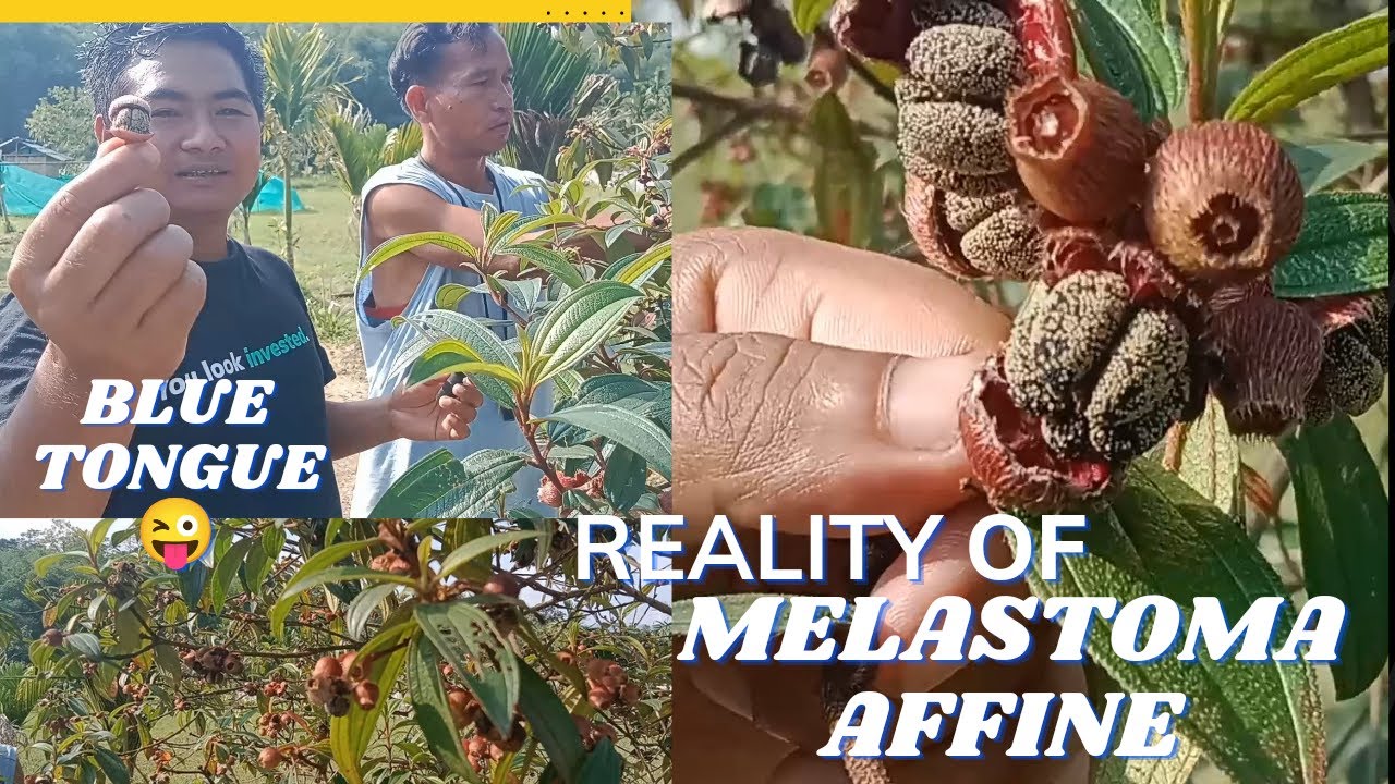 Blue tongue fruit/Change your tongue in to Blue colour/MElASTOMA AFFINE ...