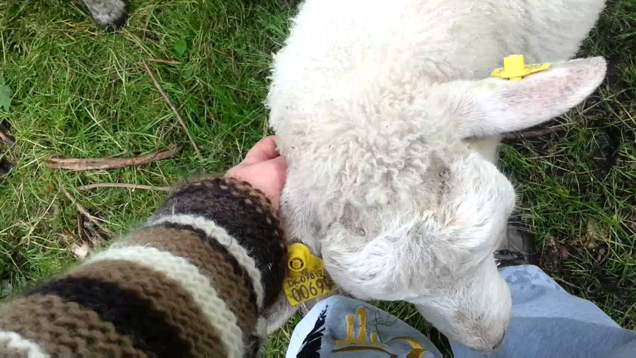 Some sheep talking ;) - YouTube