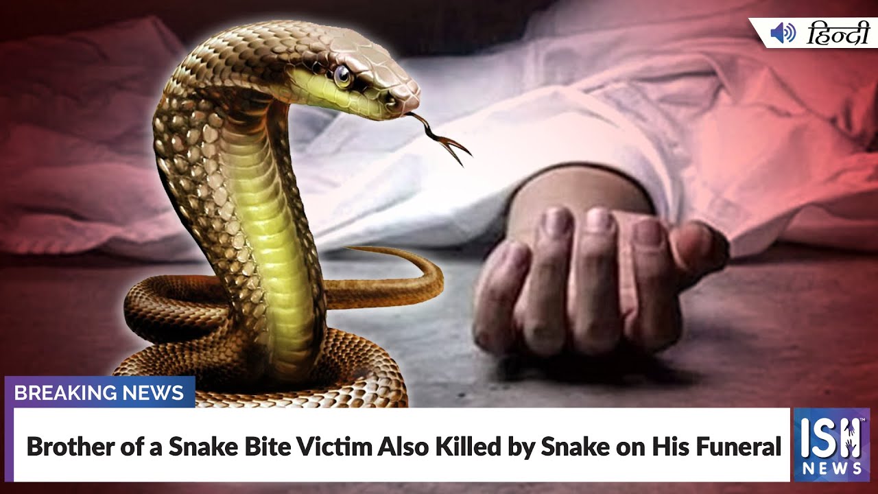 Brother of a Snake Bite Victim Also Killed by Snake on His Funeral ...