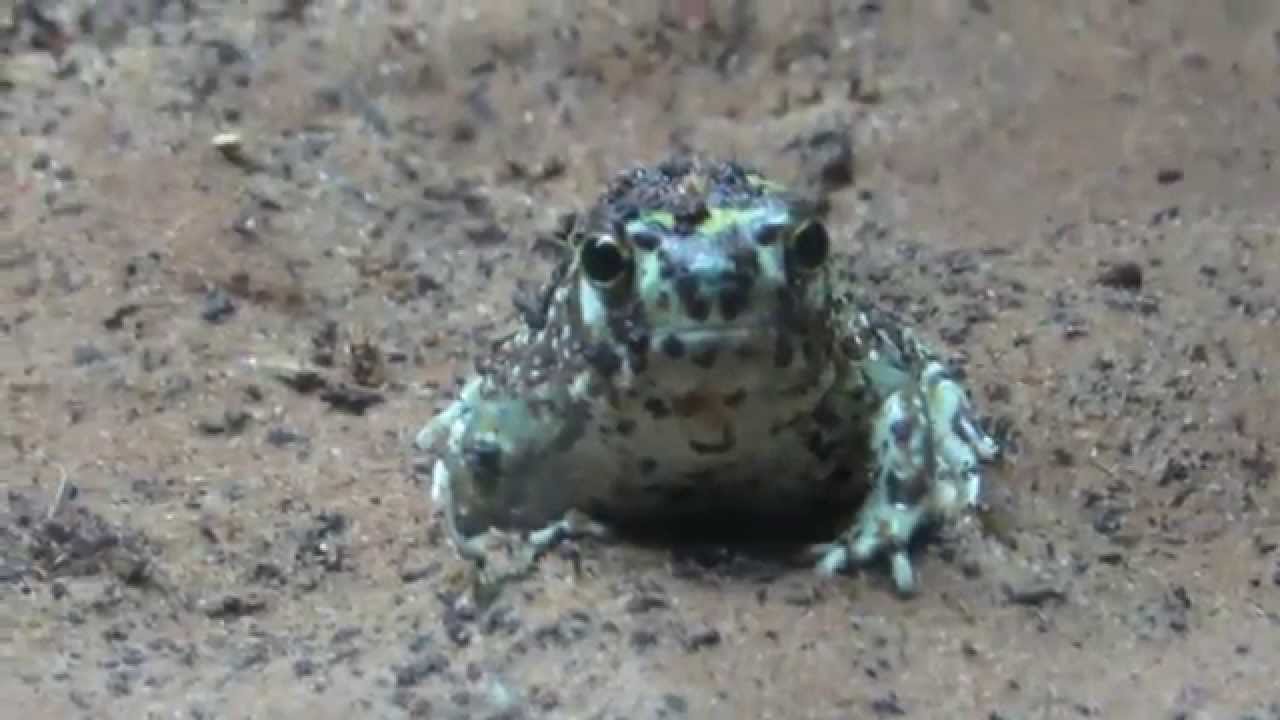 The Crucifix toad / Holy cross frog - YouTube