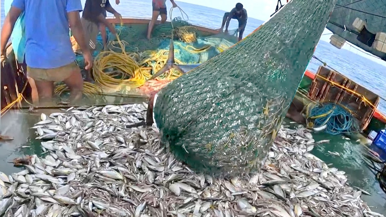 INCREDIBLE CATCH | Non-Stop Fishing Action | Trawl Fishing in Trawl net ...